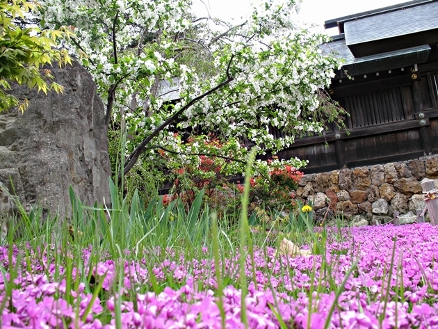 北海道神宮「葉桜から新緑へ」: ひな恋の趣味雑多